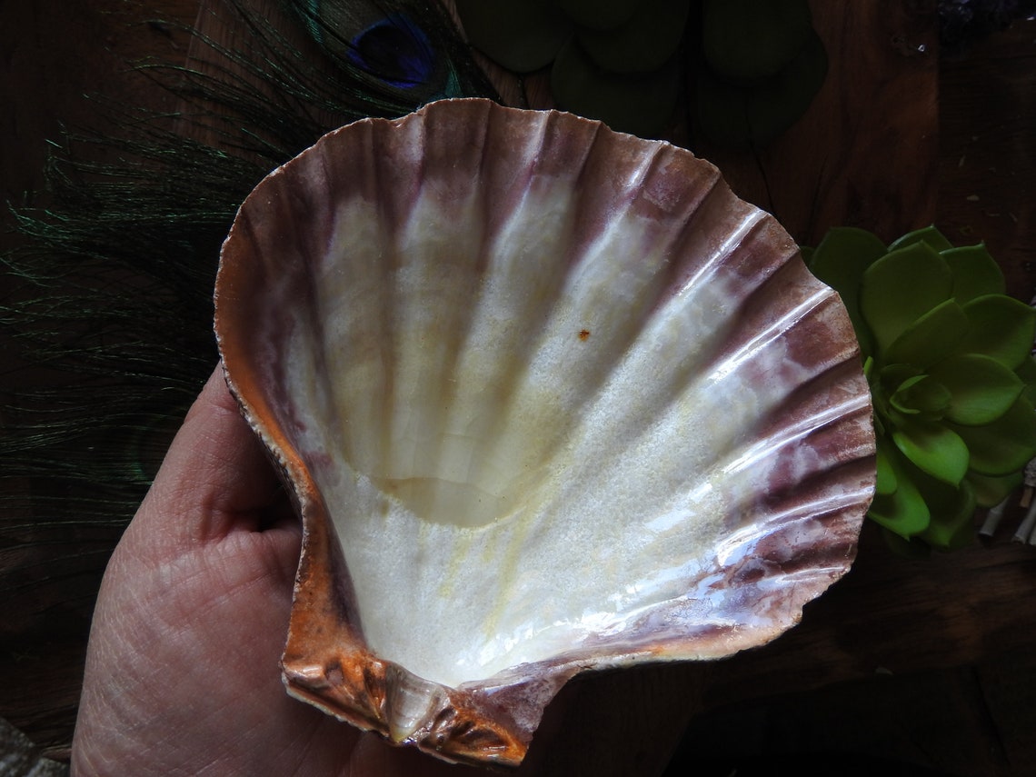 Shell / XL Lions Paw Shell / Smudge Shell / Ritual Shell / Sea | Etsy