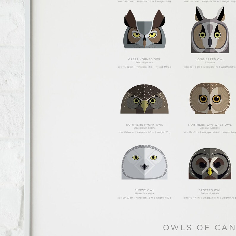 Owl Species Poster - Modern Minimalist Illustrated Wall Art - Etsy