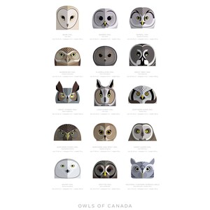 Owl Species Poster - Modern Minimalist Illustrated Wall Art - Etsy