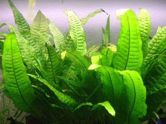 Pet Supplies Microsorum pteropus Live Aquarium Plants 6 Pack Java Fern ...