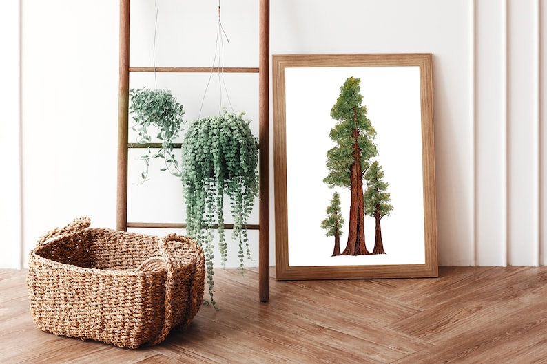 Redwood Tree Watercolor Painting Art Print Northern - Etsy
