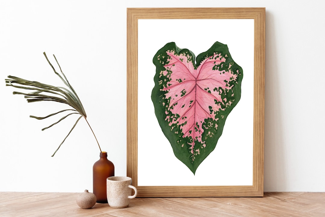 Caladium Angel Wings Pink and Green Leaf Botanical Painting- Caladium ...
