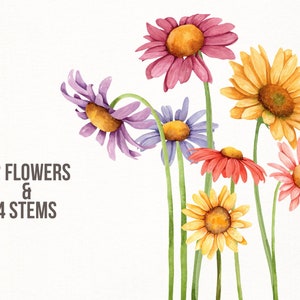 Hand Painted Colourful Watercolor Daisy Flowers Clipart- Watercolor ...