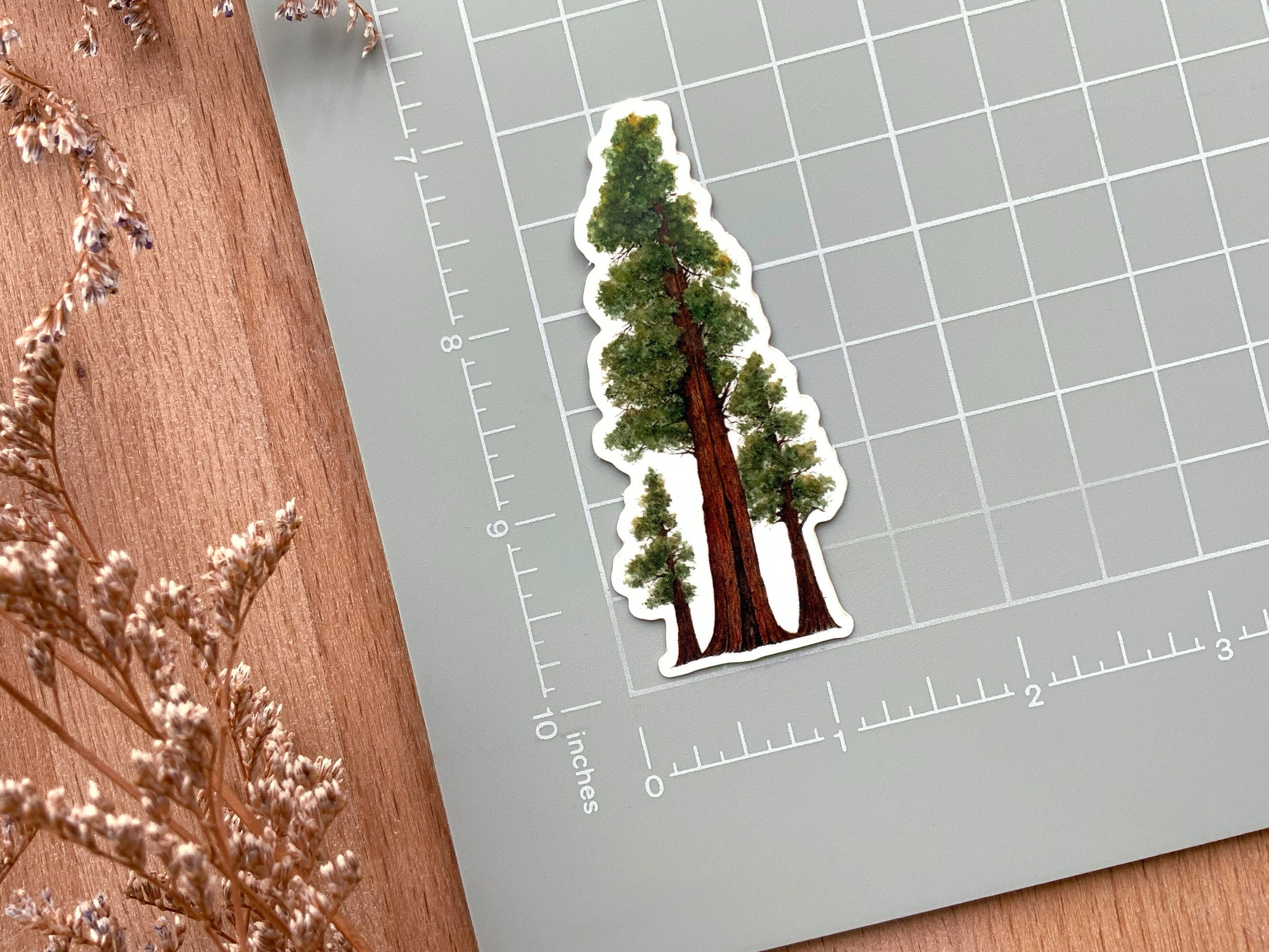 Redwood Trees Vinyl Sticker- Glossy Tree Hydro Flask Tumbler Stickers ...