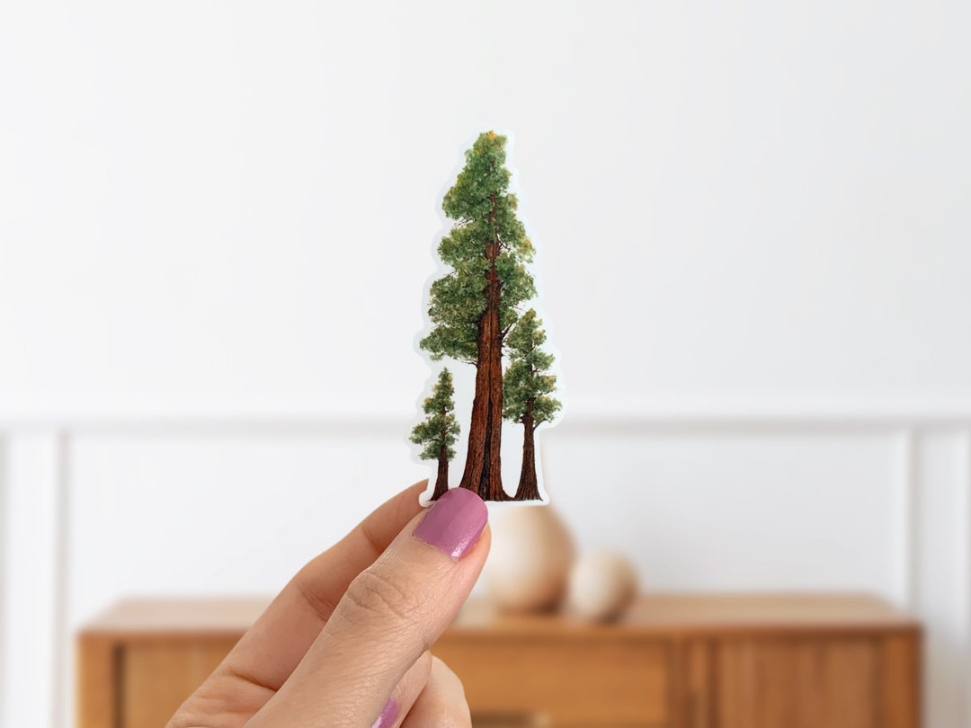 Redwood Trees Vinyl Sticker- Glossy Tree Hydro Flask Tumbler Stickers ...
