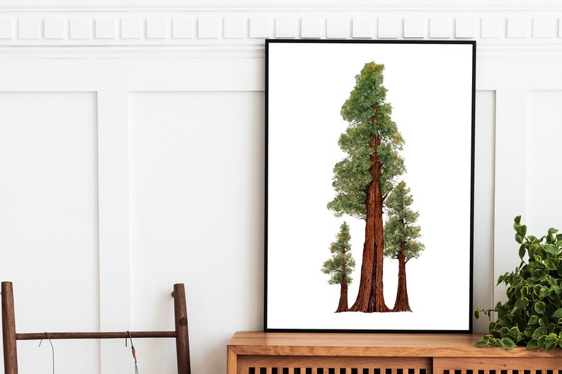 Redwood Tree Watercolor Painting Art Print Northern - Etsy