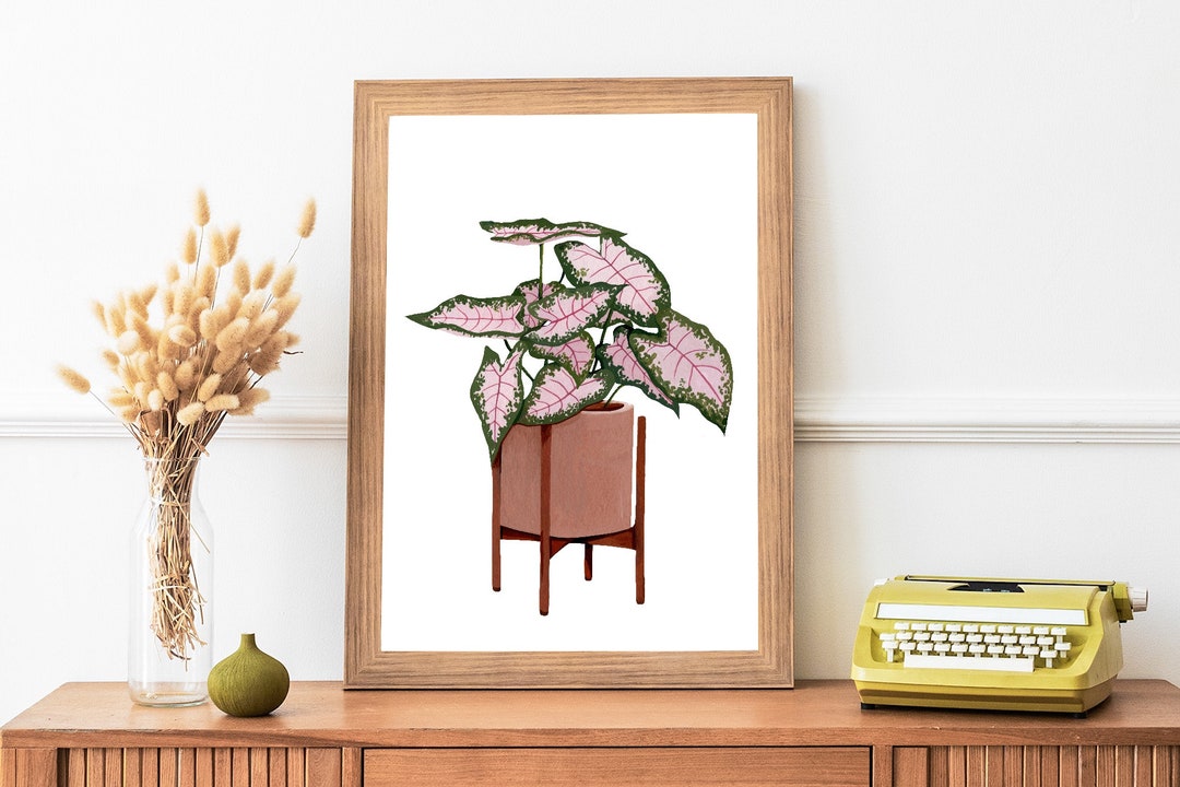 Pink Caladium Plant Art Print: Botanical Watercolor Painting - Etsy