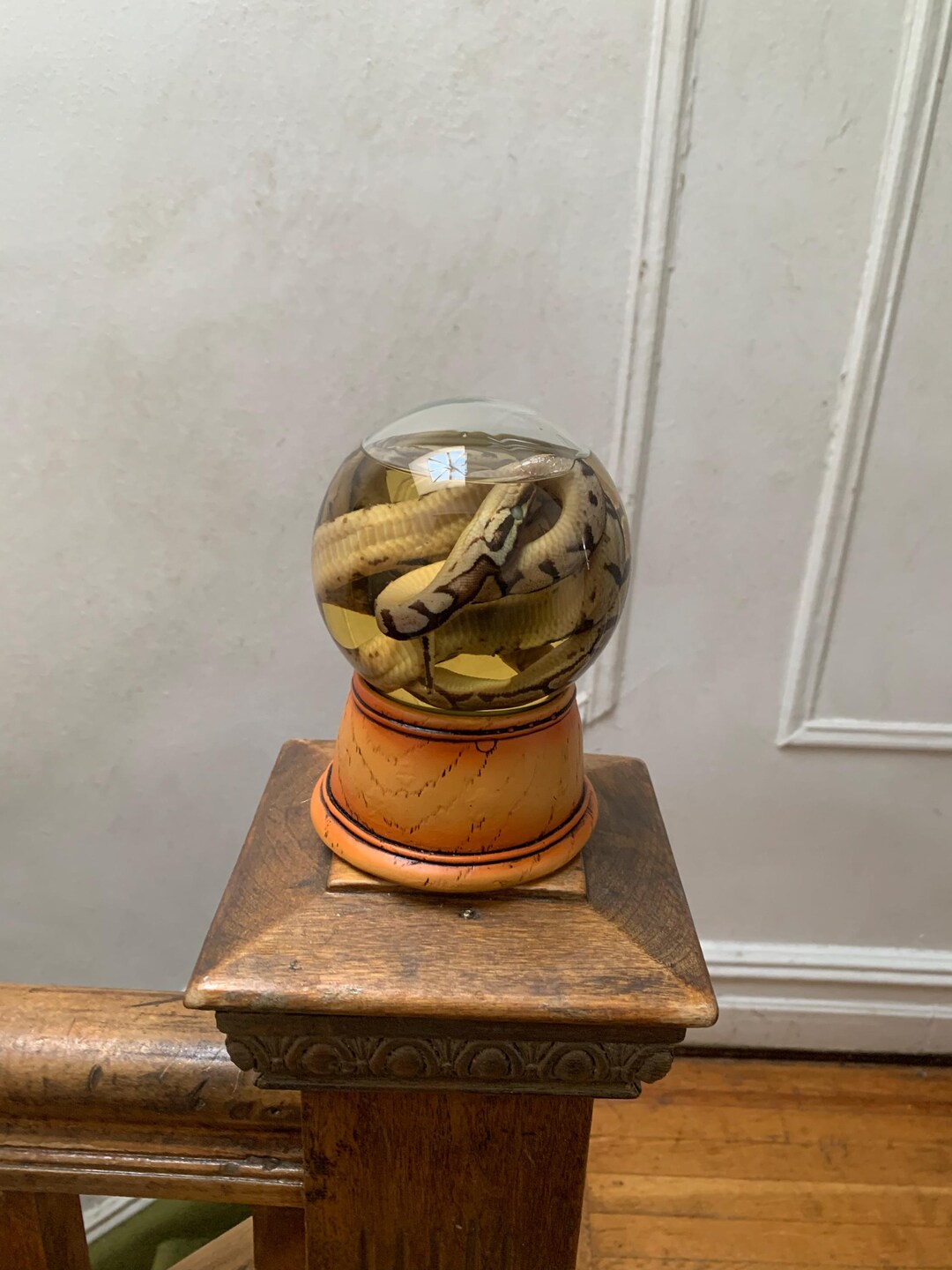 Baby Ball Python Globe - Etsy