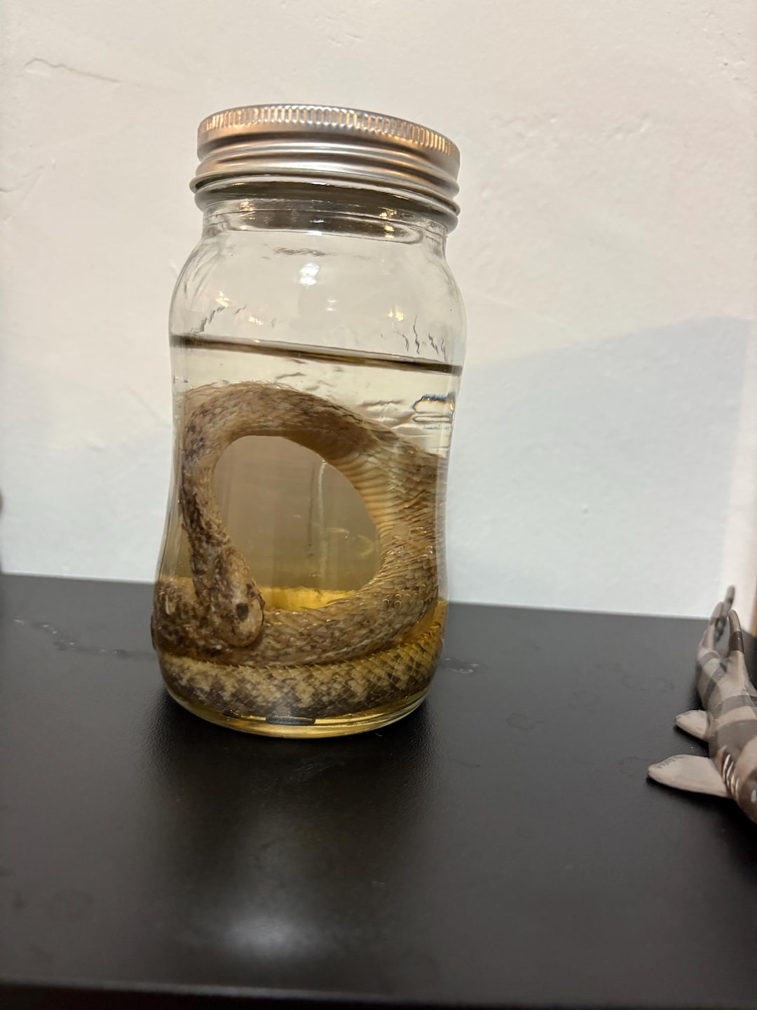 Preserved Viper Snake Wet Specimen - Etsy