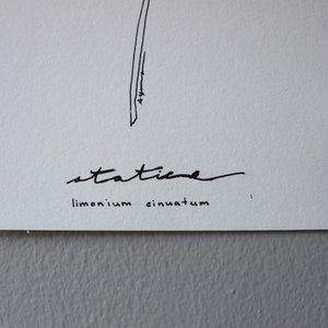 Minimalist Floral Drawing, Black Ink Flower, Statice Ink Sketch, Simple ...