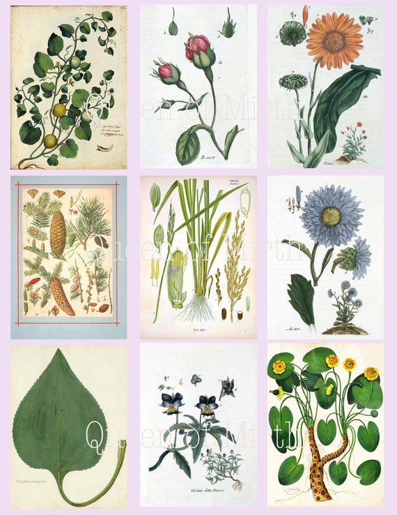 Botanical Studies cards nature tags junk journal printable | Etsy