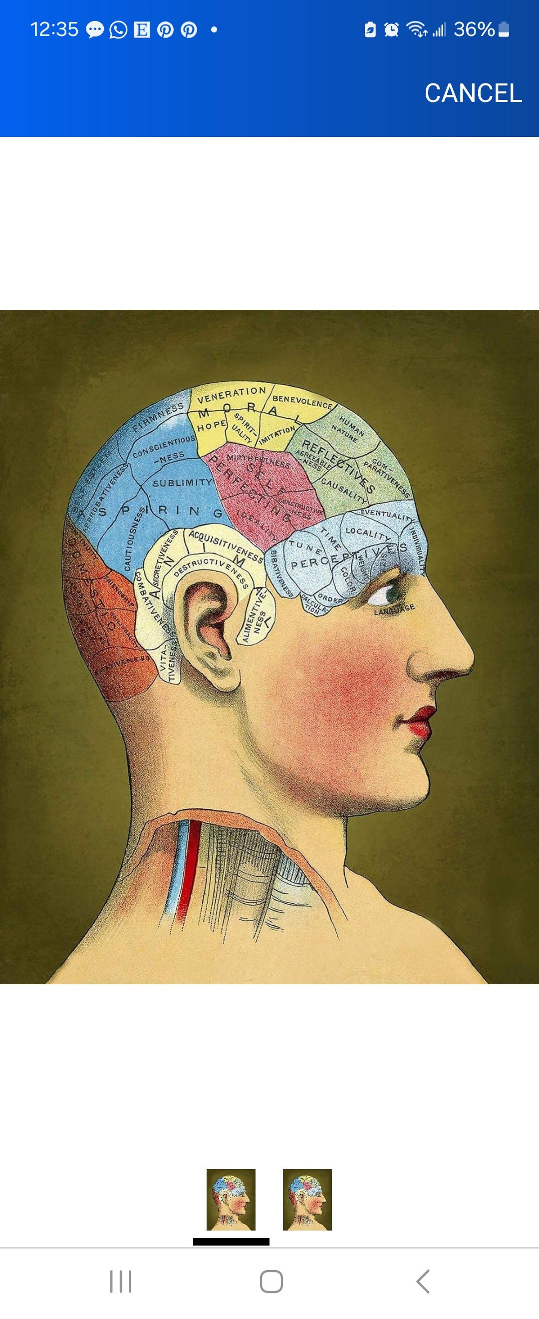 Motion Potion Herbal Tincture Vegan Focus Memory Matcha Brain ...