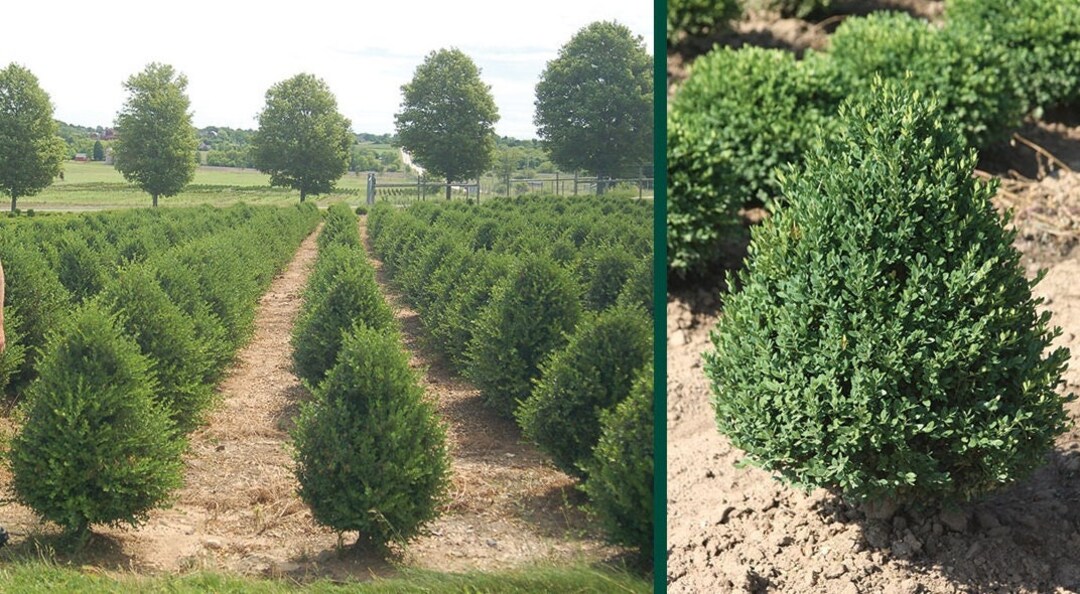 Green Mountain Boxwood - Upright Conical Buxus Live Plant Low ...