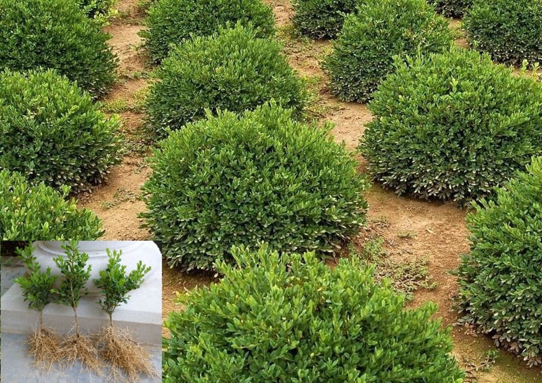 Dwarf Boxwood Green Velvet Buxus Live Plant Low Maintenance Evergreen ...