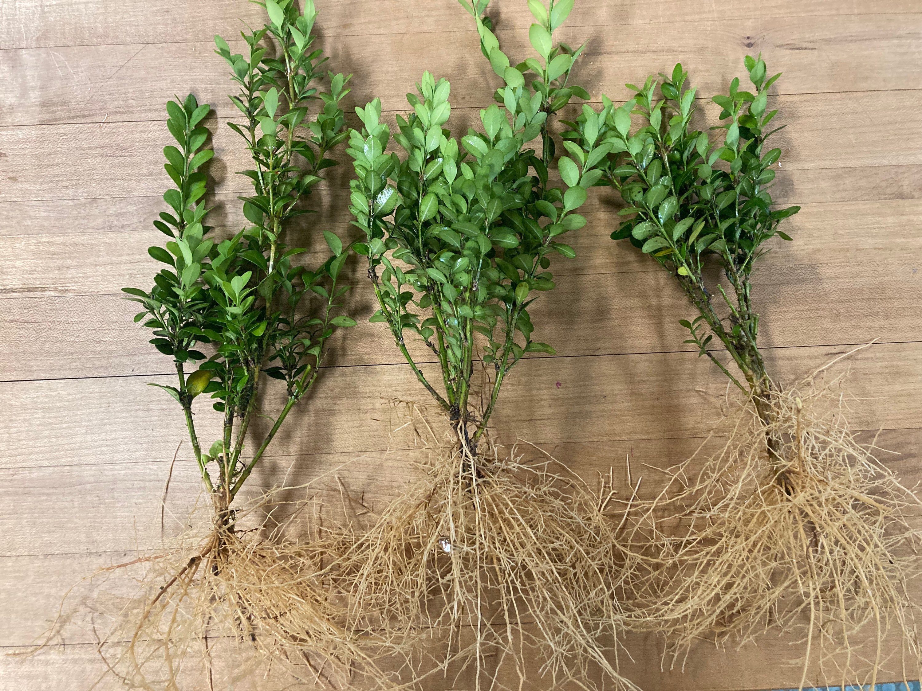 Green Mountain Boxwood - Upright Conical Buxus Live Plant Low ...