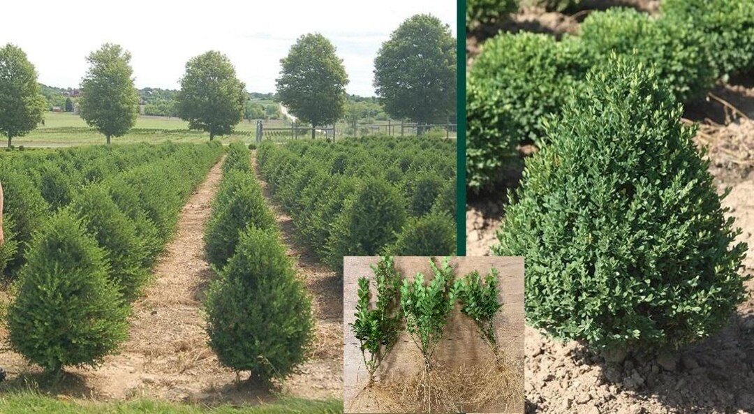 Green Mountain Boxwood - Upright Conical Buxus Live Plant Low ...