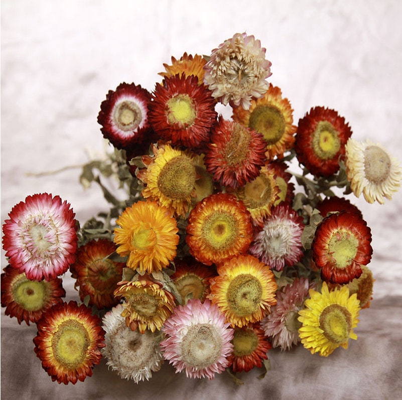 Bunch of Strawflowers Dried Chrysanthemum Floral | Etsy