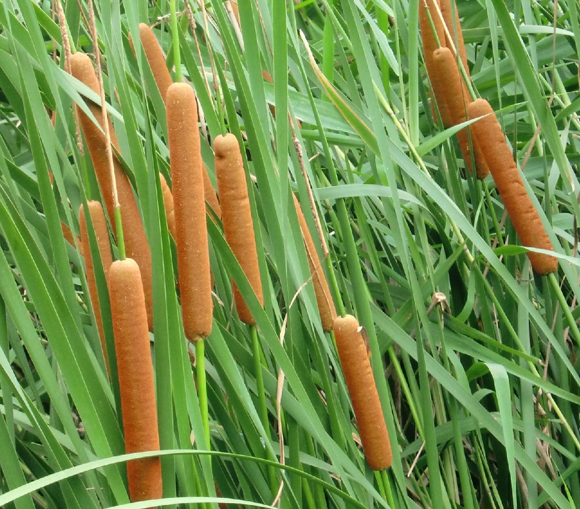 20 Pieces Dried Natural Cattails Jumbo 24 Tall | Etsy