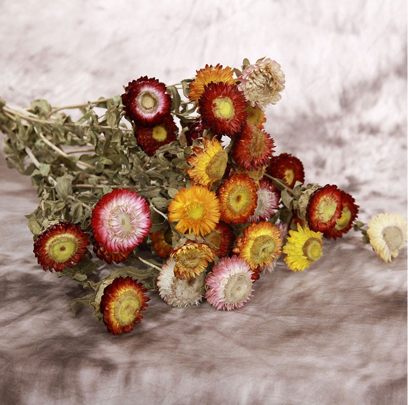 Bunch of Strawflowers Dried Chrysanthemum Floral | Etsy