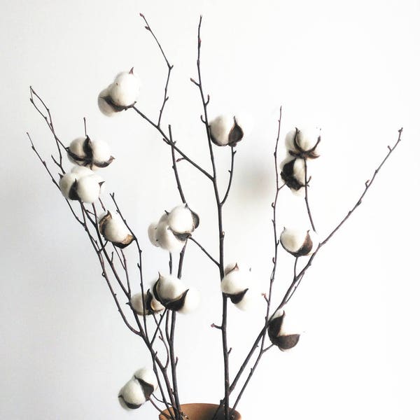 White Cotton Stems - Etsy