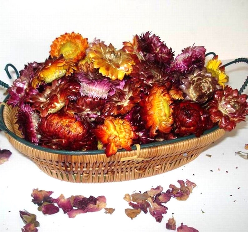 Dried Strawflower Head Buds Helichrysum Gerbera Chrysanthemum | Etsy