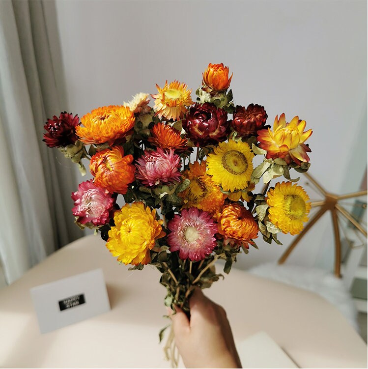 Bunch of Strawflowers Dried Chrysanthemum Floral | Etsy