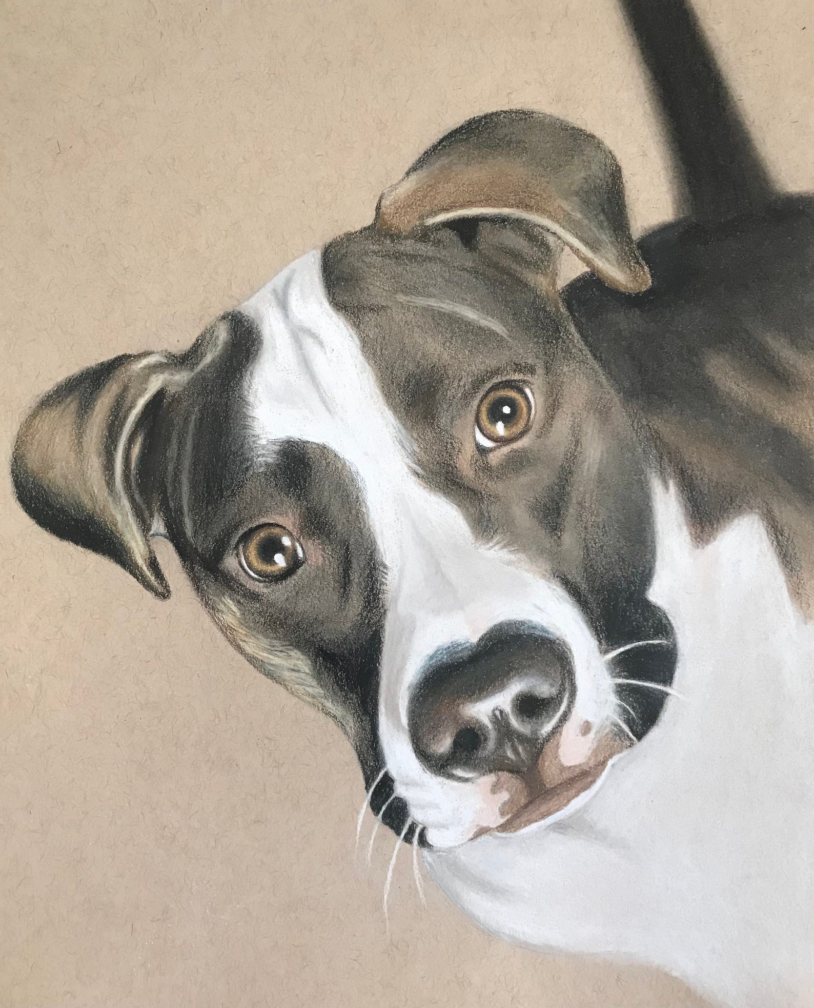 Colored Pencil Dog Portrait Drawing - Etsy
