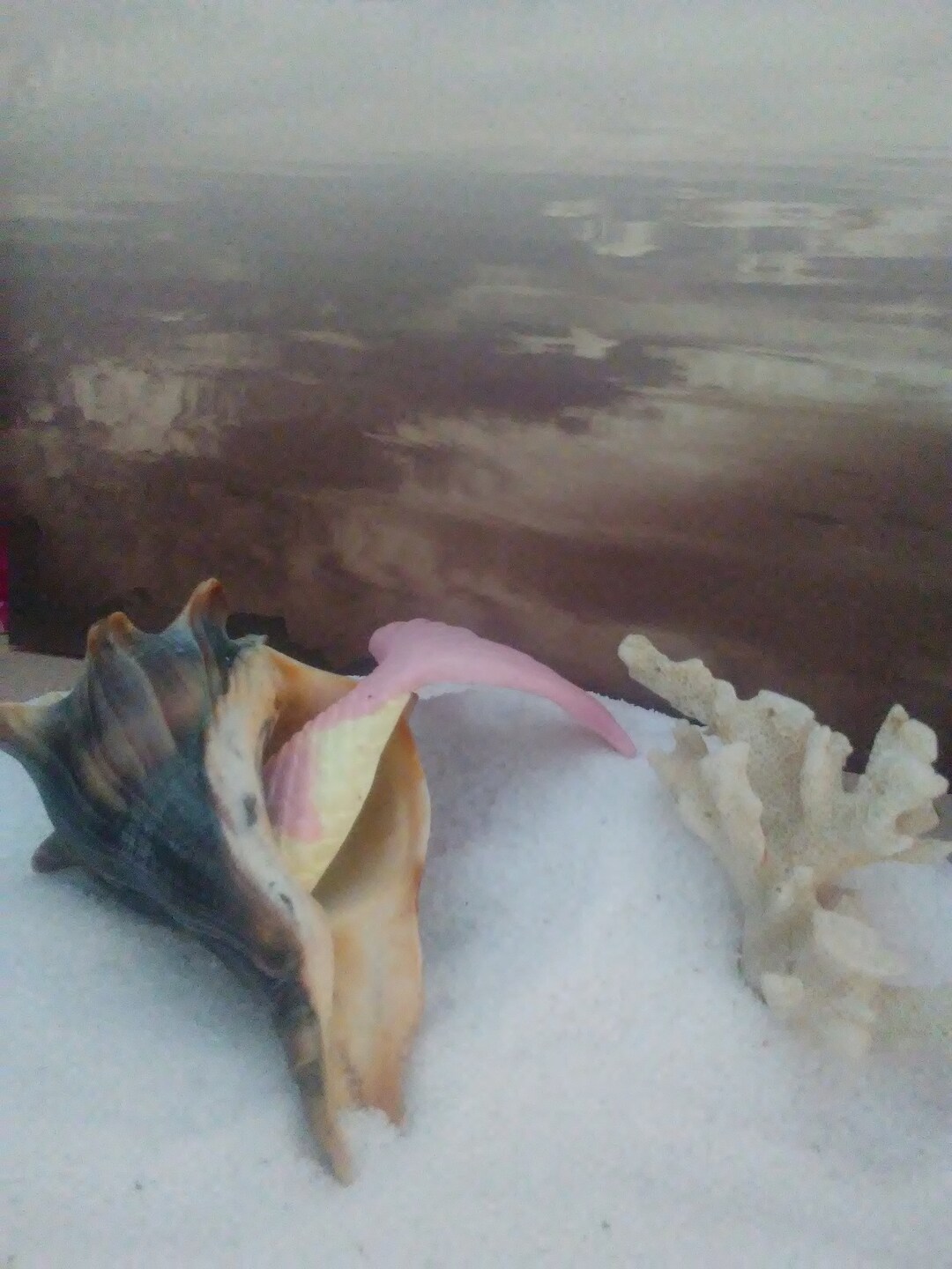 Mermaid in Shell Desk Ornament - Etsy