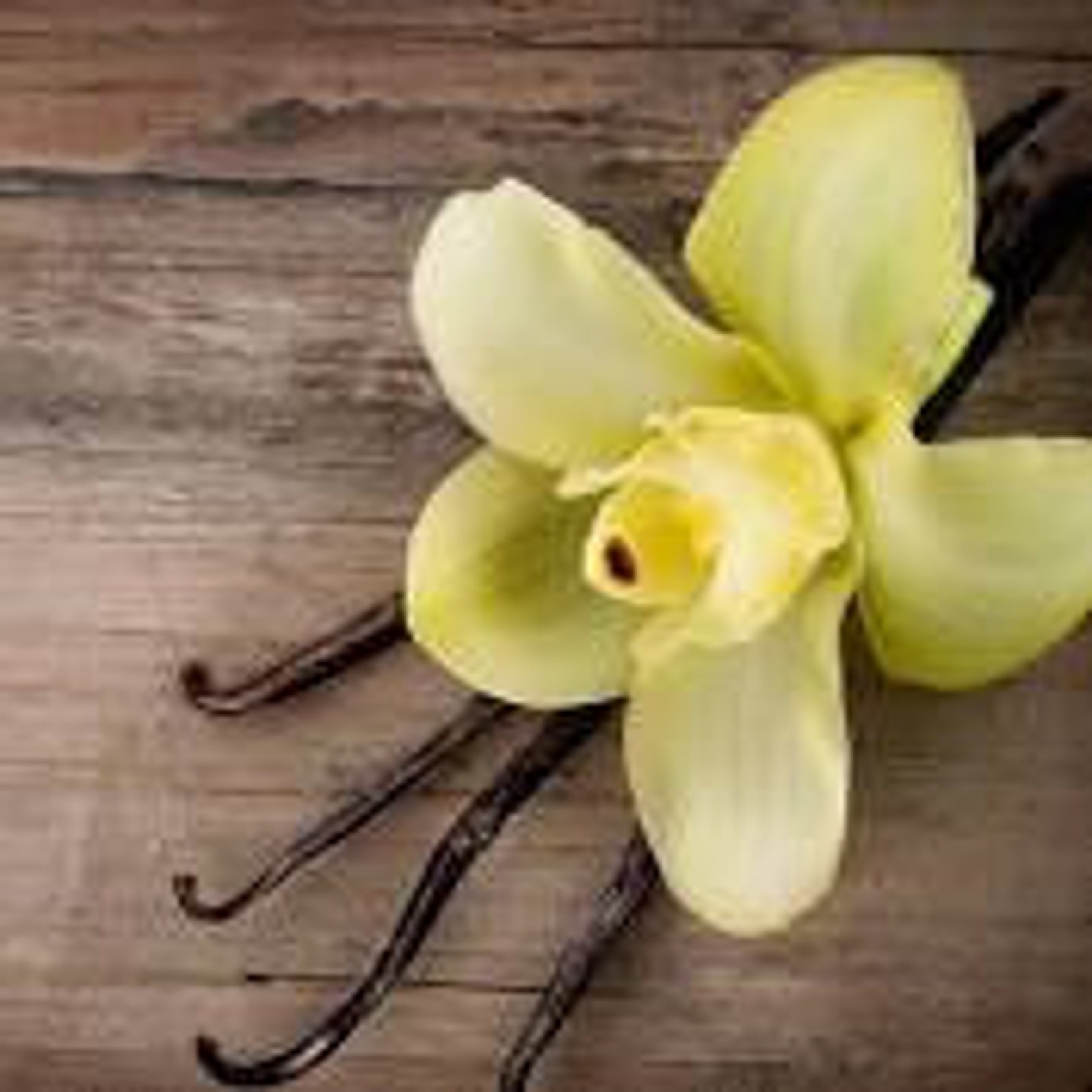 Pure Vanilla Fragrance Oil 01oz | Etsy