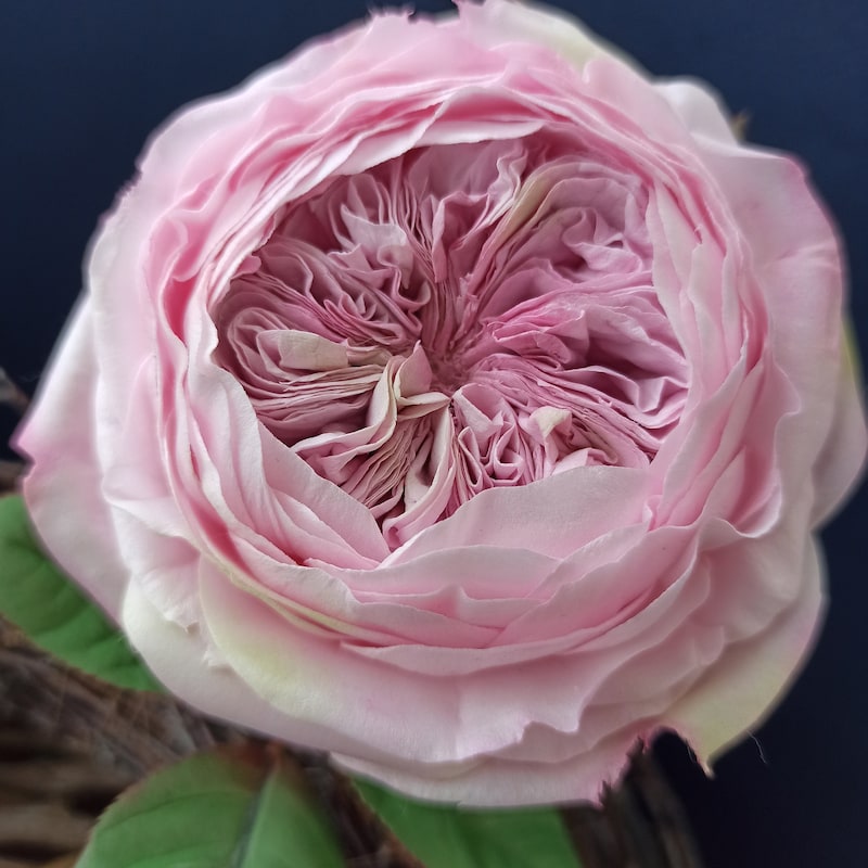Real Touch Roses - Etsy