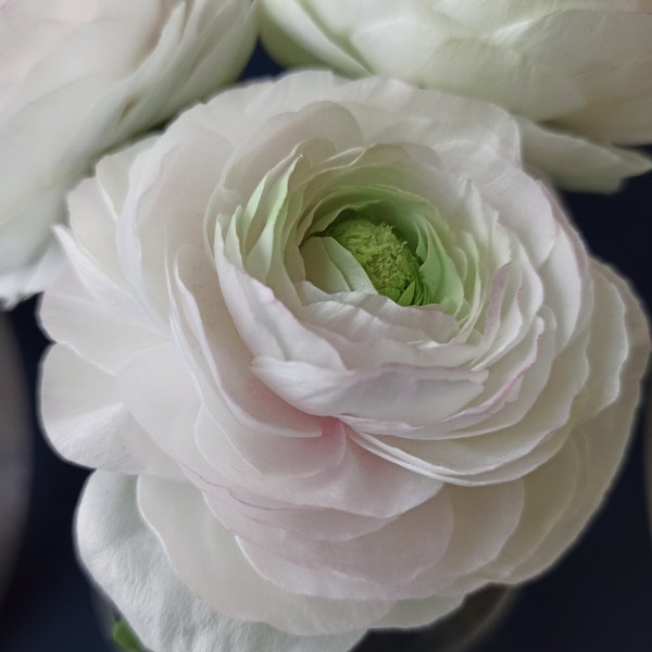 White Ranunculus - Etsy