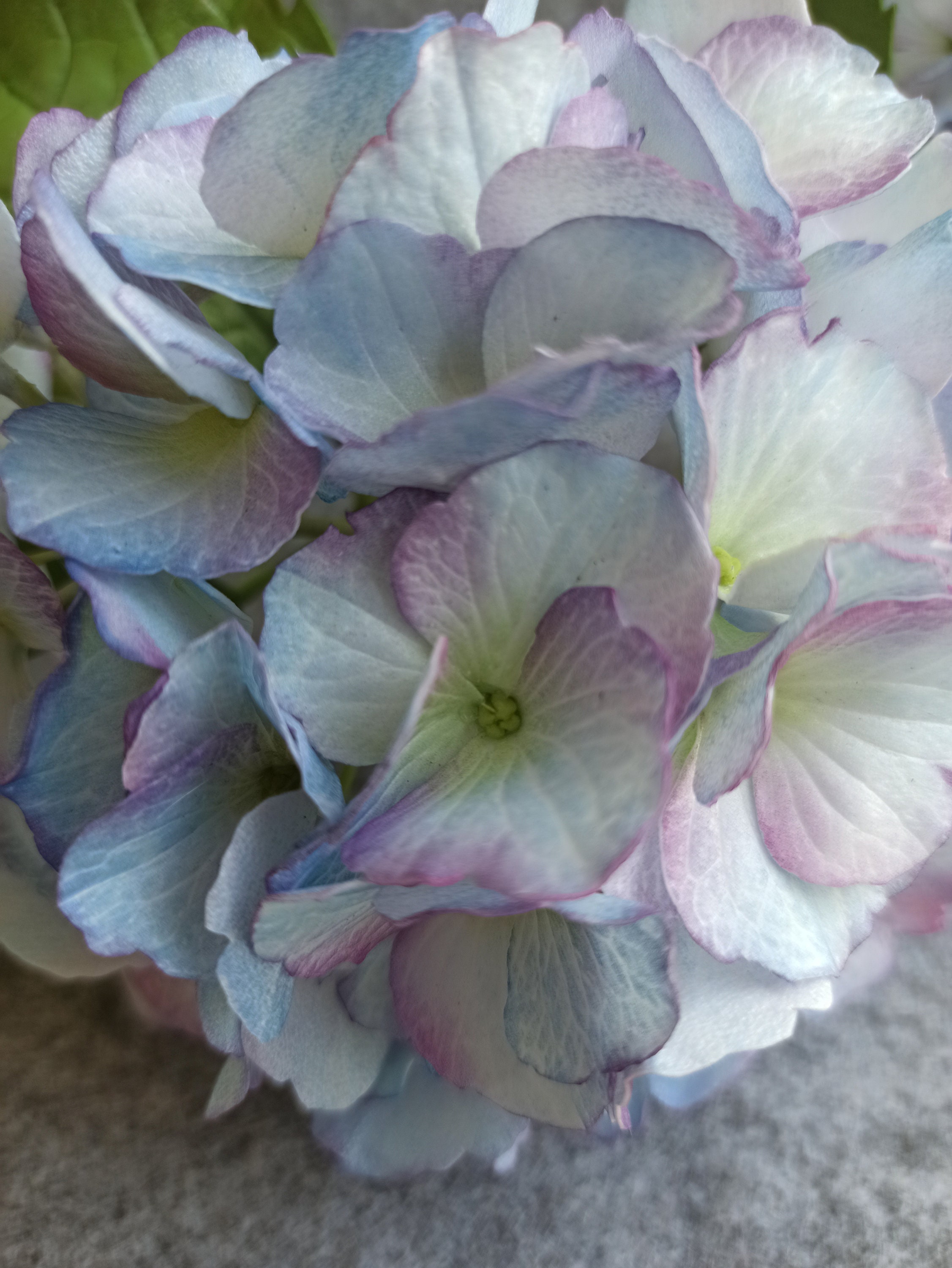 Light Blue Hydrangea Artificial Real Touch Hydrangea - Etsy
