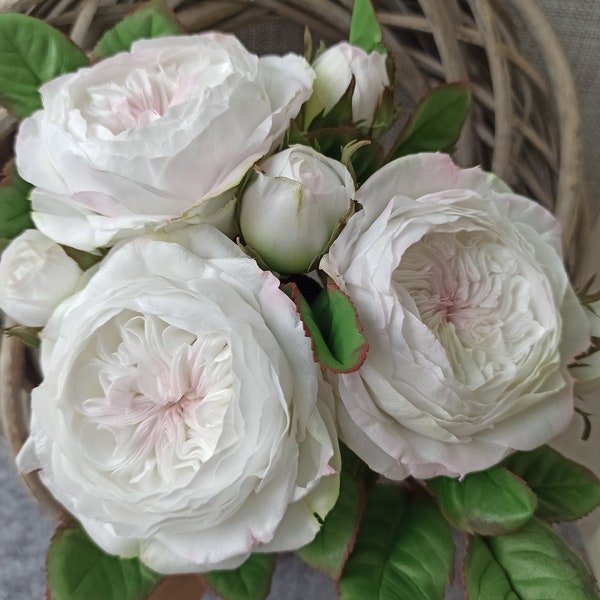 David Austin Roses - Etsy