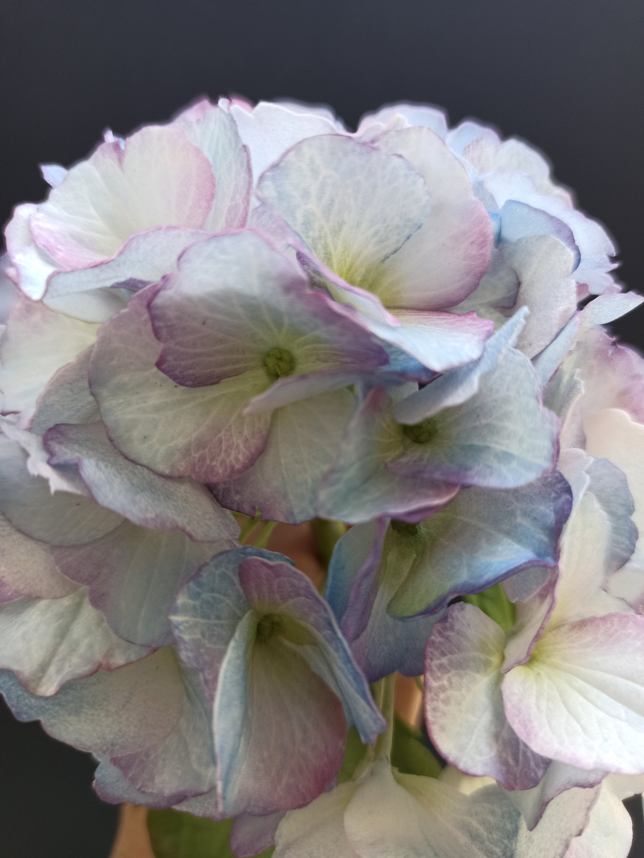 Light Blue Hydrangea Artificial Real Touch Hydrangea - Etsy