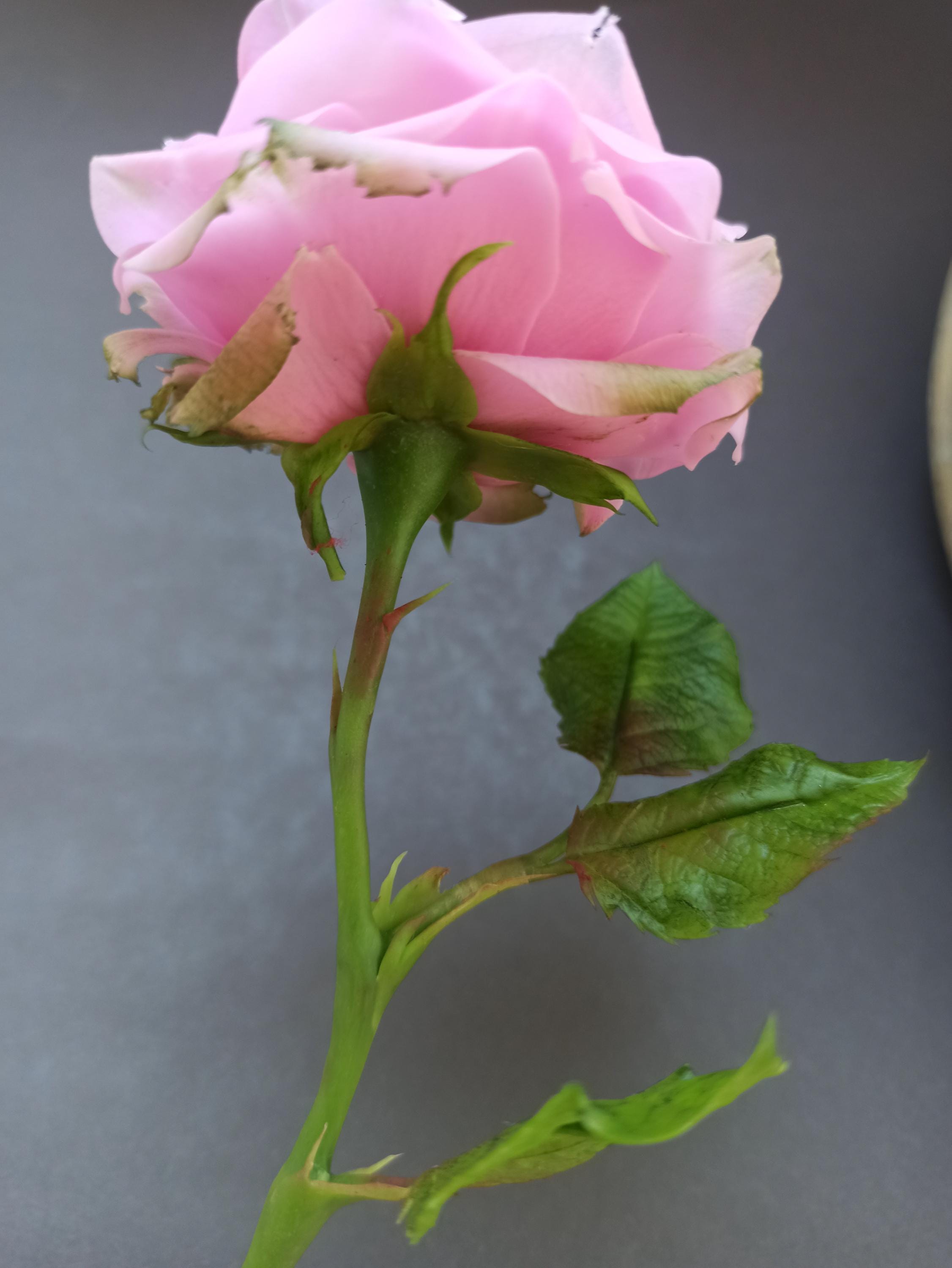 Pink Rose,real Touch Porcelain Flowers,polymer Clay Realistic Rose ...