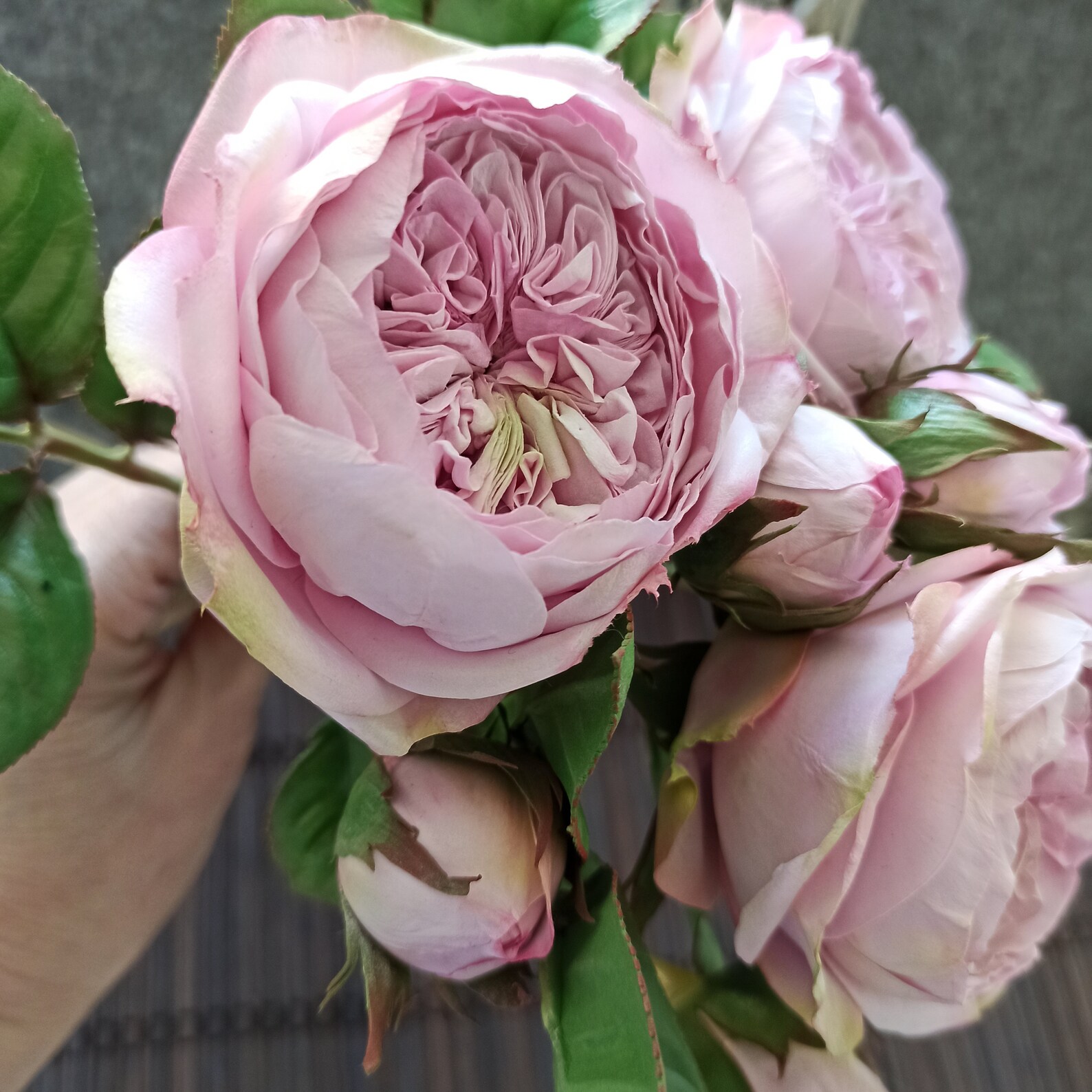 David Austin Rose,handmade Juliet Rose, Realistic Peony Rose for Vase ...