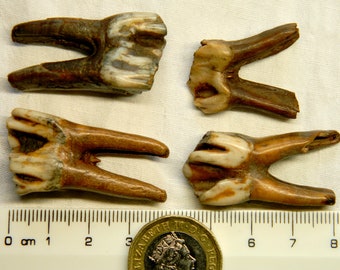 Wild Boar Teeth | Etsy