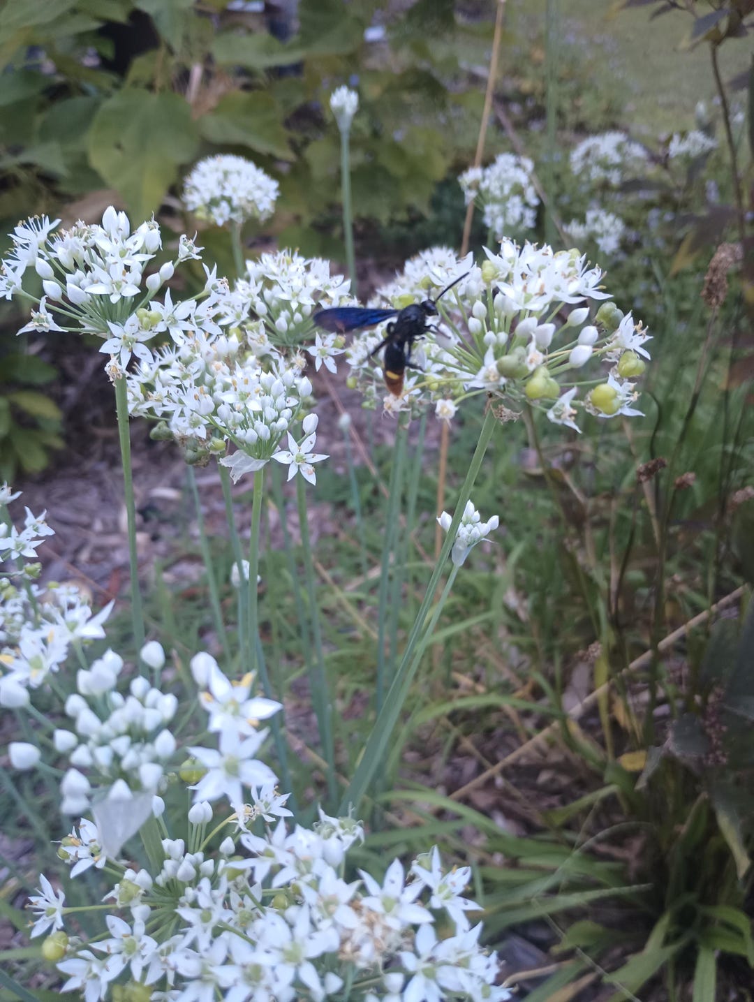 Fresh Garlic Chives, Garlic Chives With Blooms, Homegrown, Vegan, Whole ...