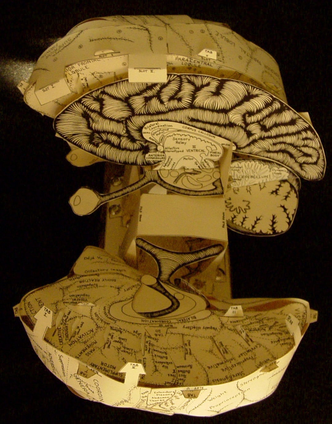 3D Human Brain Anatomy Paper Construction Kit - Etsy