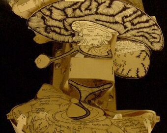 Realistic Human Brain Life Size Anatomical Accurate - Etsy