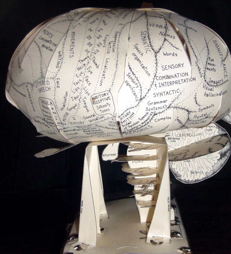 3D Human Brain Anatomy Paper Construction Kit - Etsy