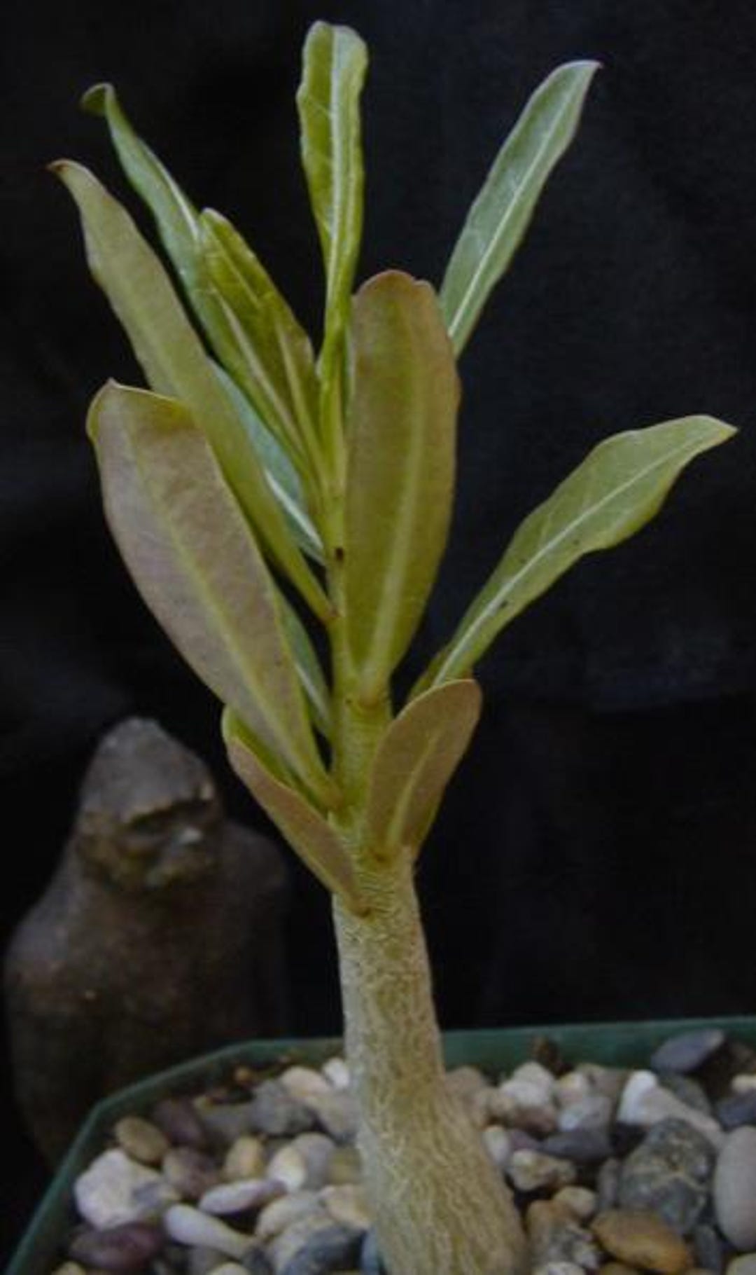 Adenium Somalense Nova Hybrid (open Pollinated) Succulent Caudiciform ...