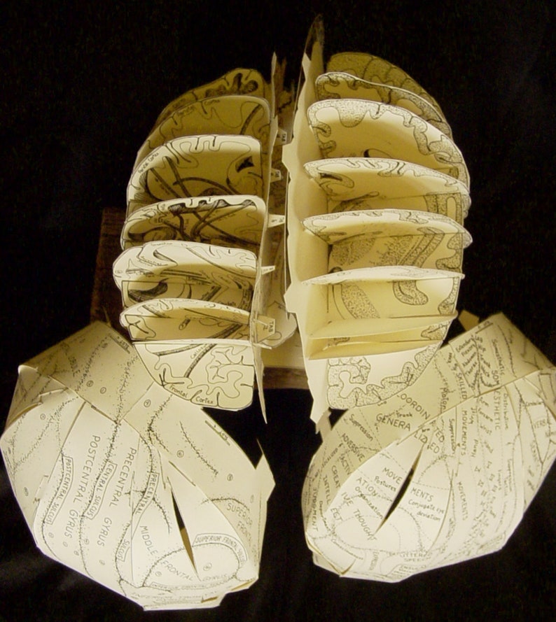 3D Human Brain Anatomy Paper Construction Kit - Etsy