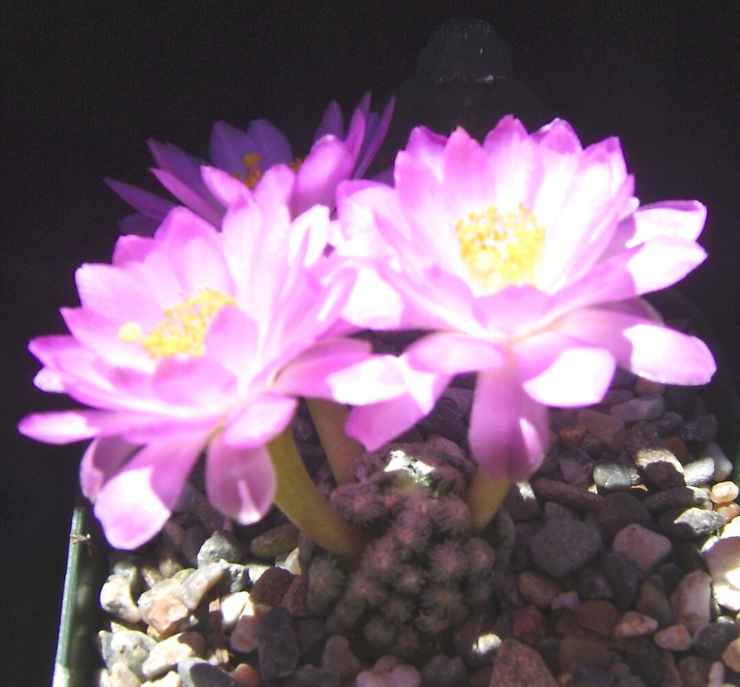 Mammillaria Theresae Succulent Cactus - Etsy