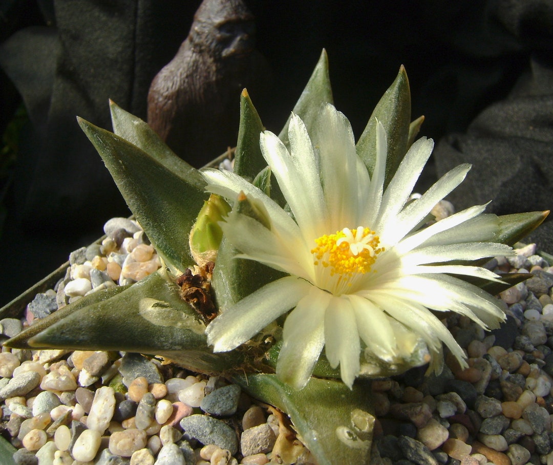 Anhalonium Retusus Trigonus Succulent Cactus - Etsy