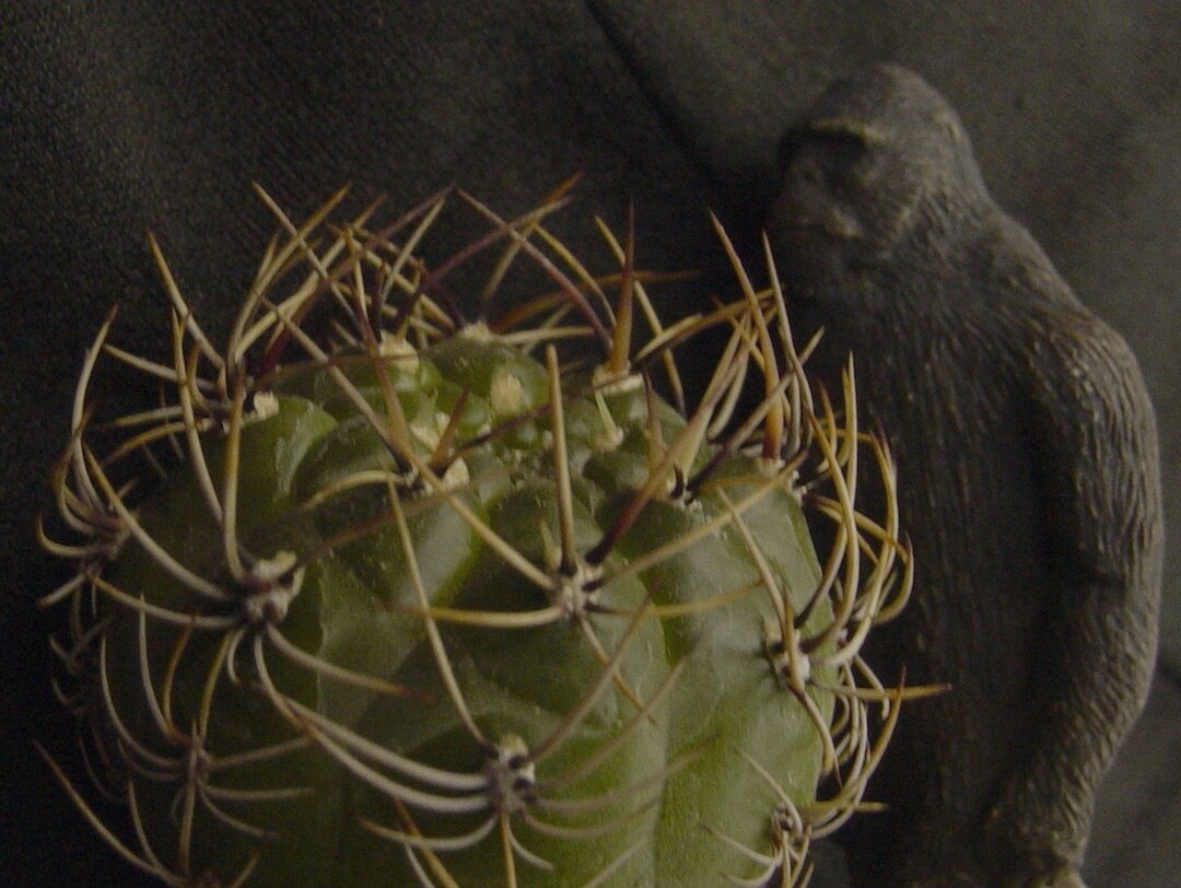 Matucana Ritteri Succulent Cactus - Etsy