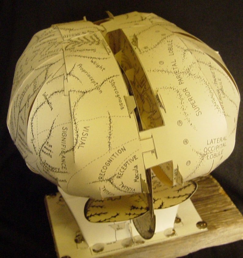 3D Human Brain Anatomy Paper Construction Kit - Etsy