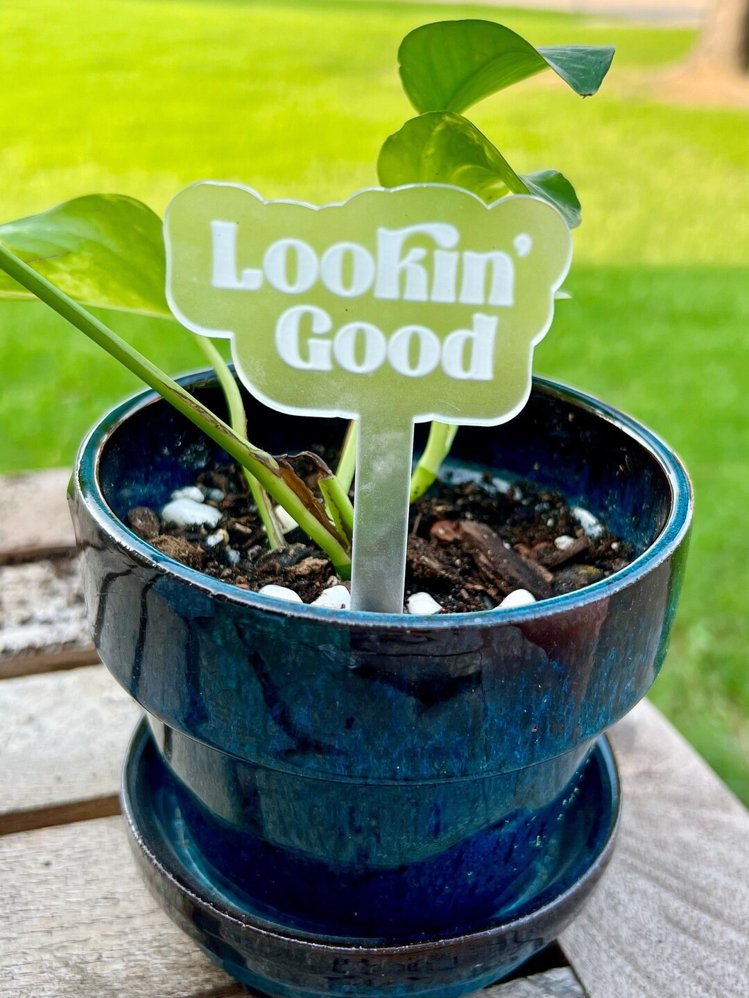 Funny Plant Stakes, Plant Markers, Plant Signs, Crazy Plant Lady ...