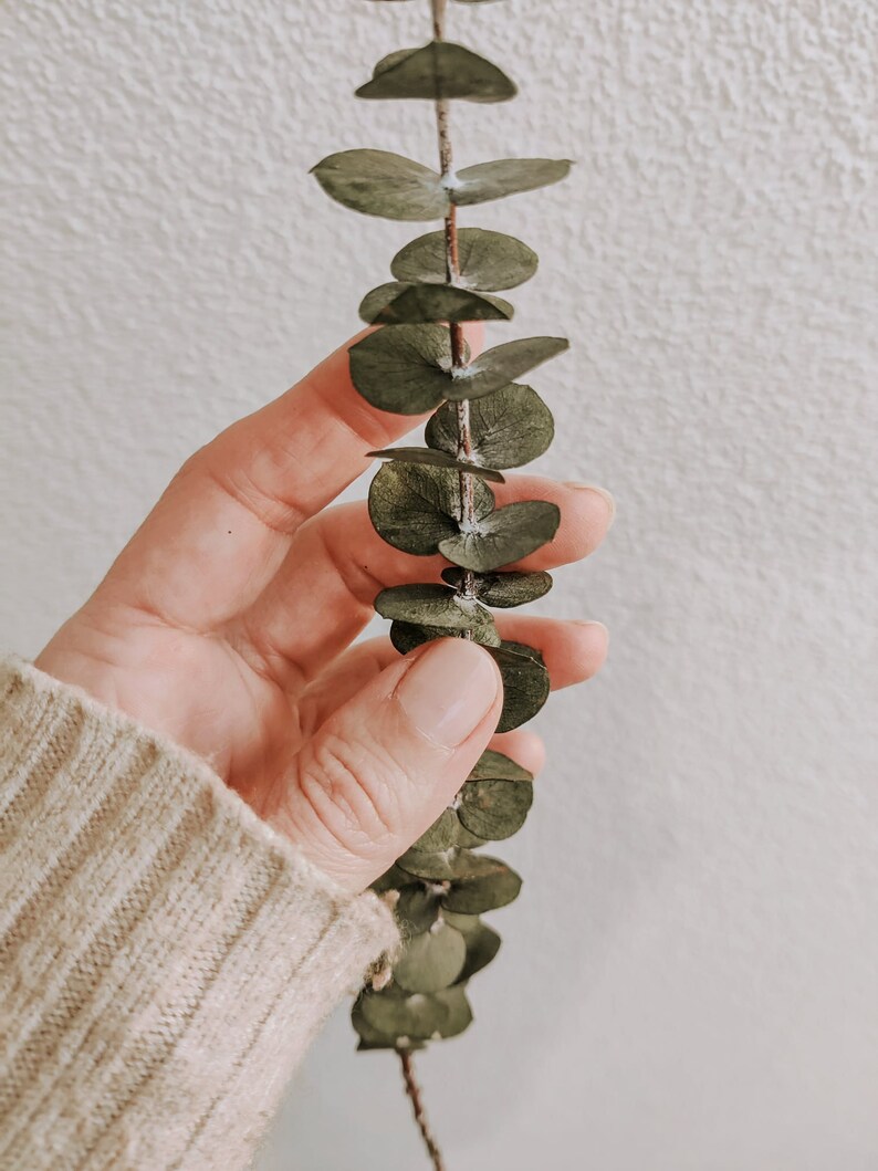 Preserved Eucalyptus Branches, DIY Flower Arrangement, Family Wedding ...