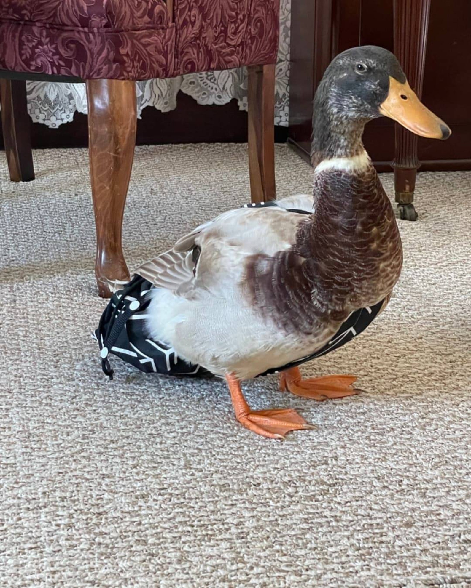 High Quality ORIGINAL Duck Chicken Goose Diaper Harness - Etsy